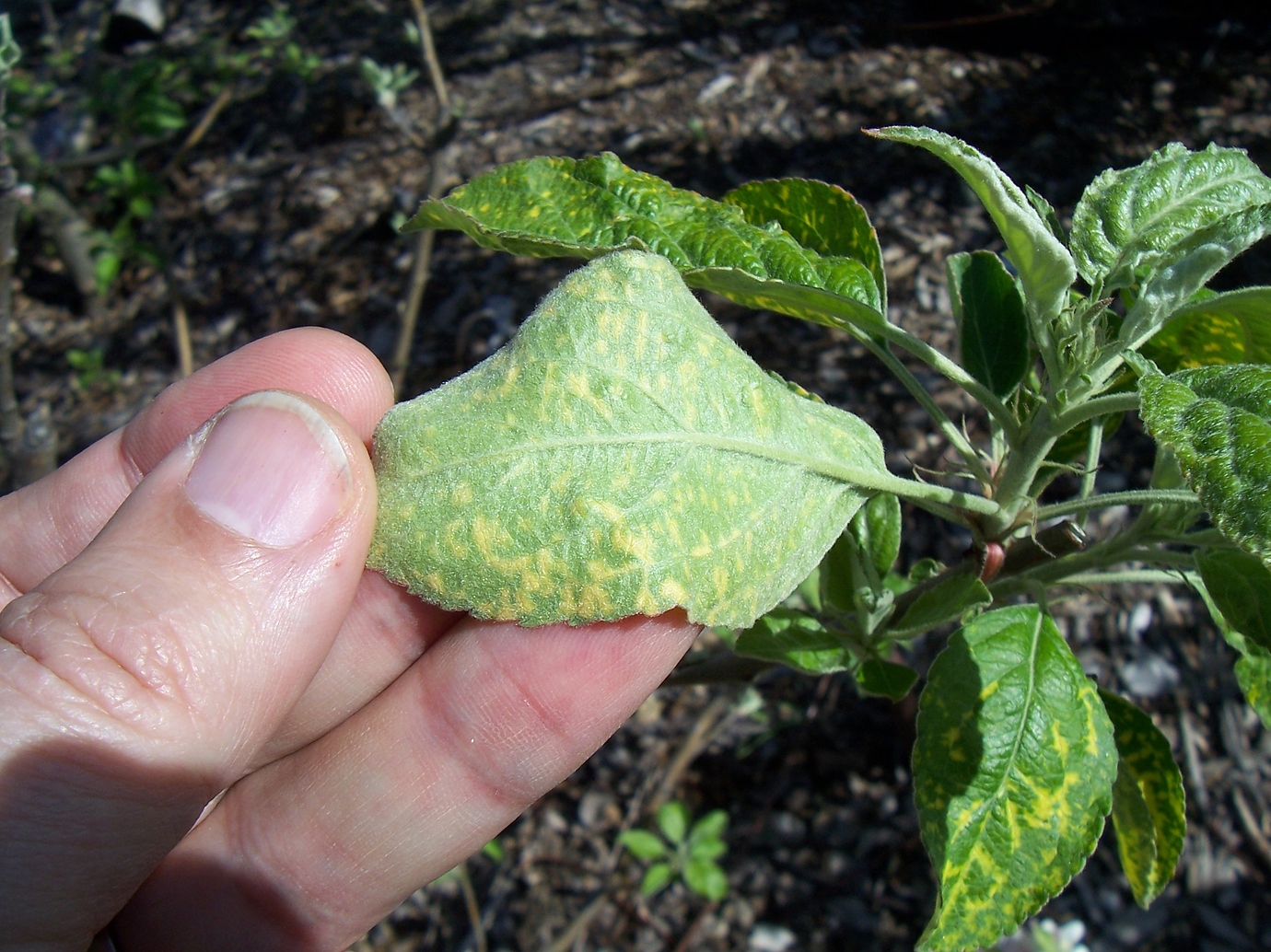 What is this yellow mottling on apple leaves? - General Fruit Growing ...