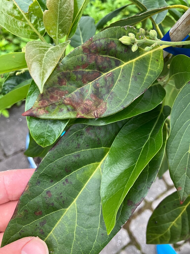 General insect/disease/etc identification and remediation thread 2024 ...