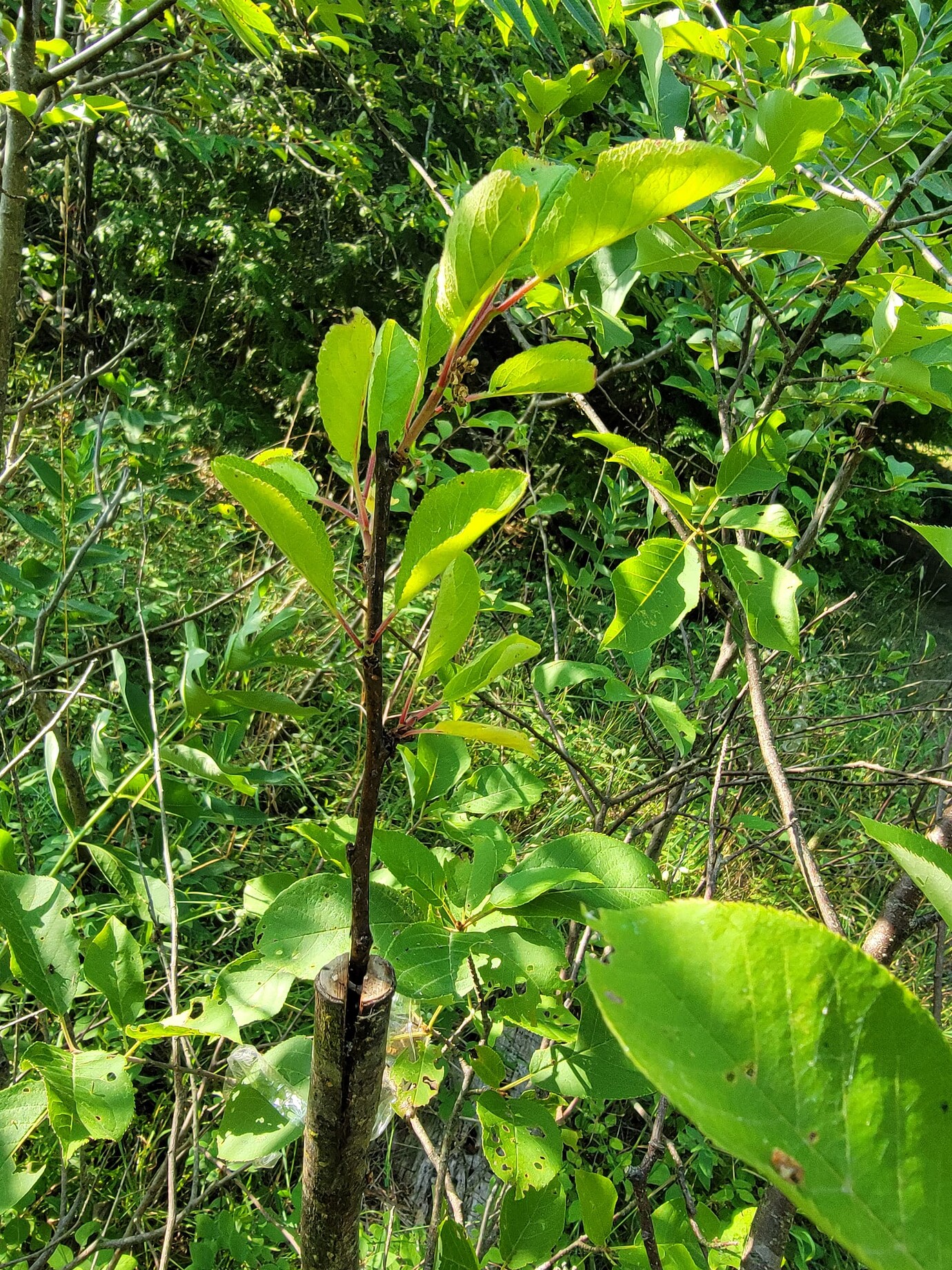 Loquat and pear grafted onto hawthorn - General Fruit Growing - Growing ...