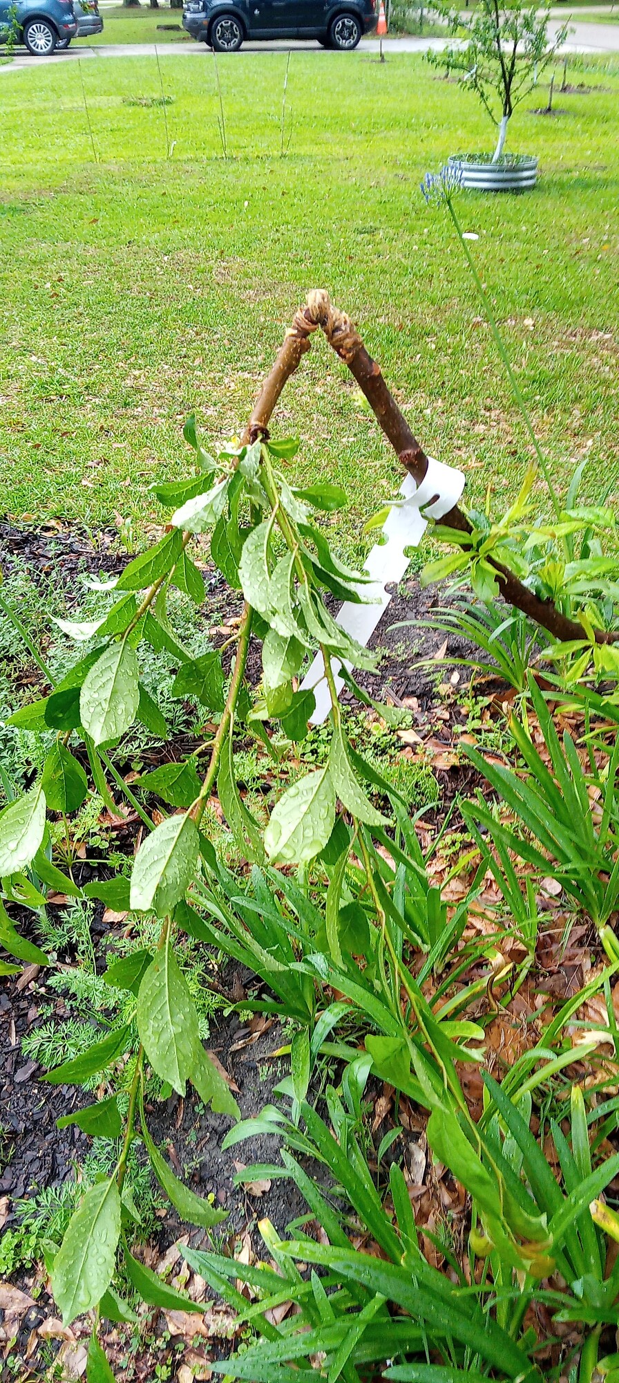 First Attempt at Grafting Stone Fruit - General Fruit Growing - Growing ...