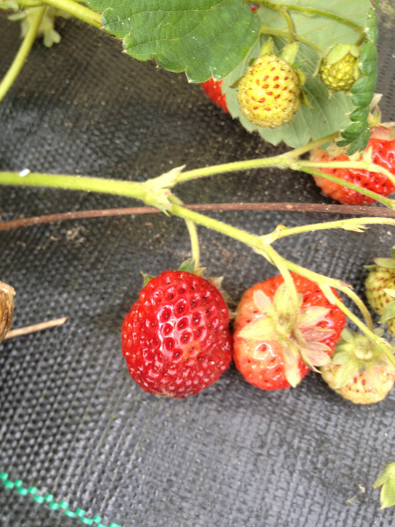 Favorite alpine strawberry varieties? - General Fruit Growing - Growing ...