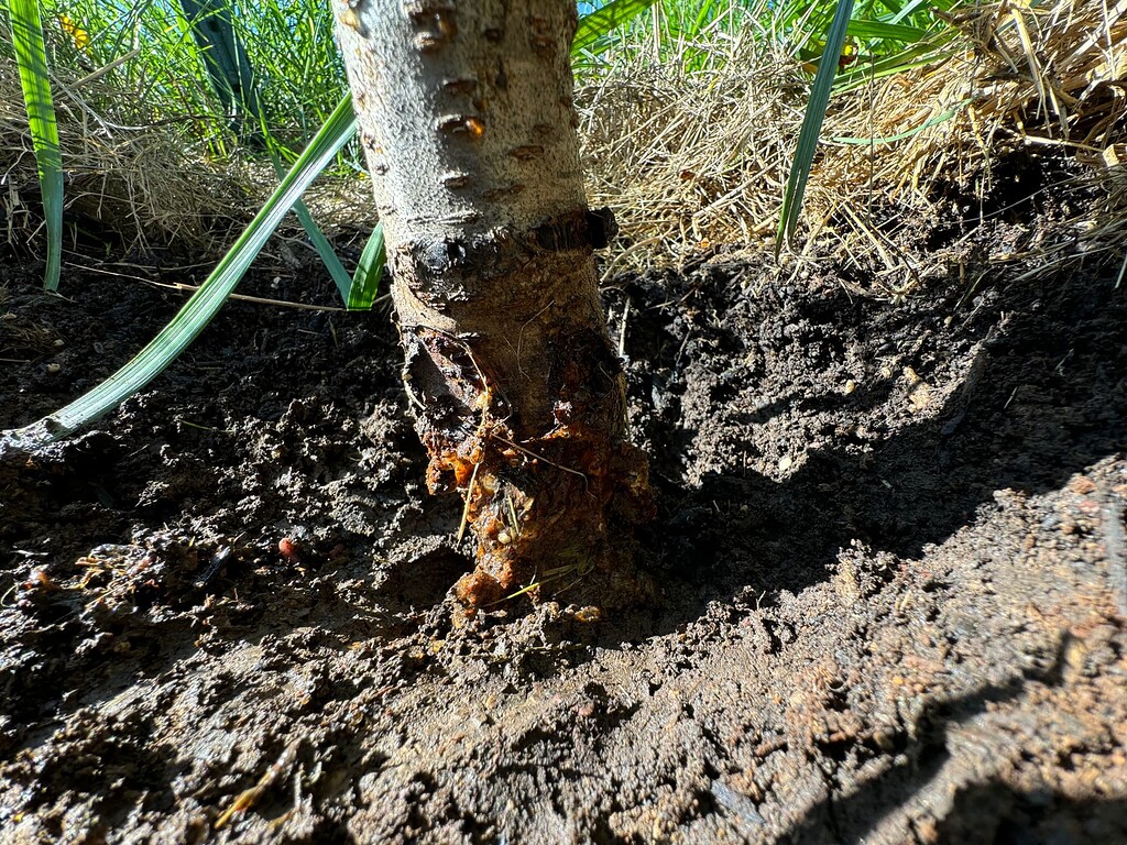 What is this rot on base of peach trunk? - General Fruit Growing ...