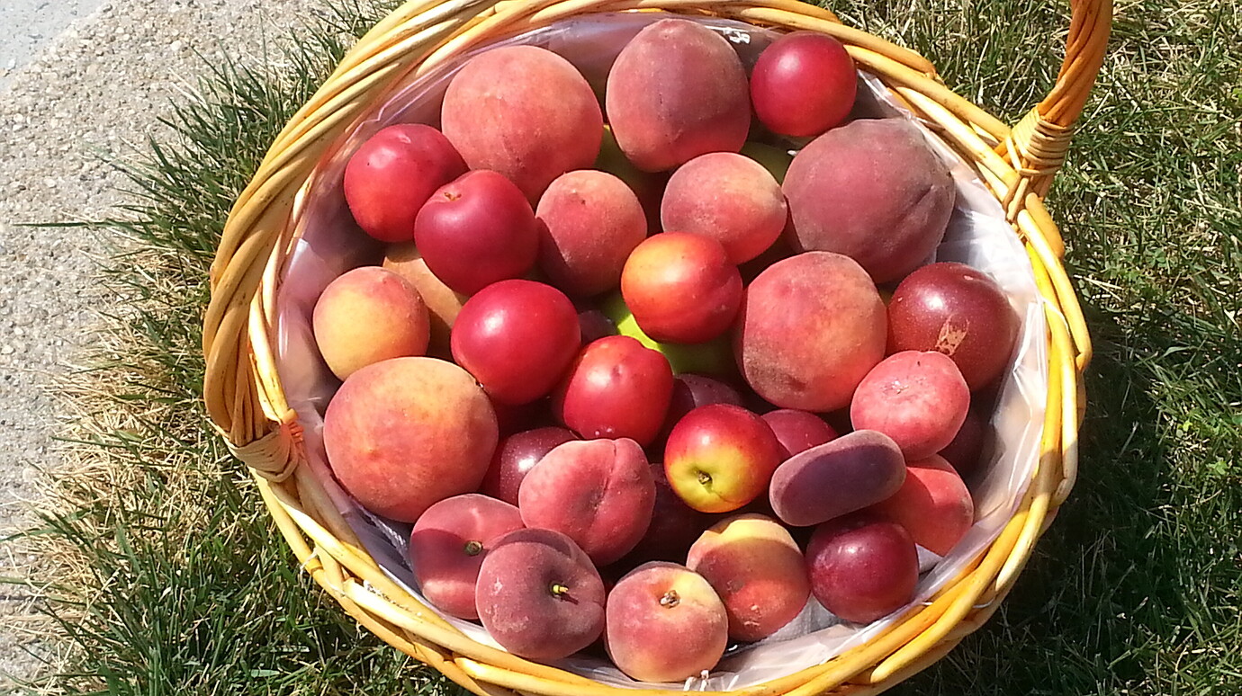 Last week's delivery to mom - General Fruit Growing - Growing Fruit
