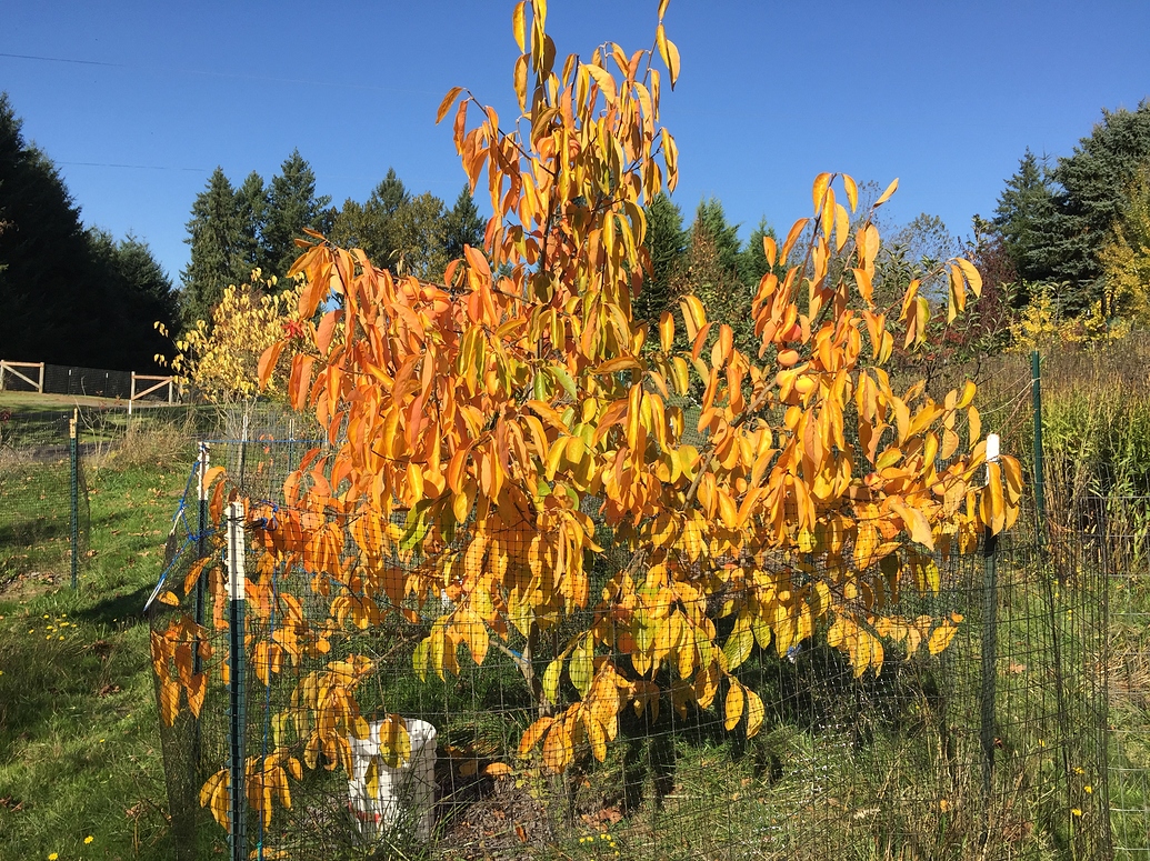 Persimmon Fall Color - General Fruit Growing - Growing Fruit