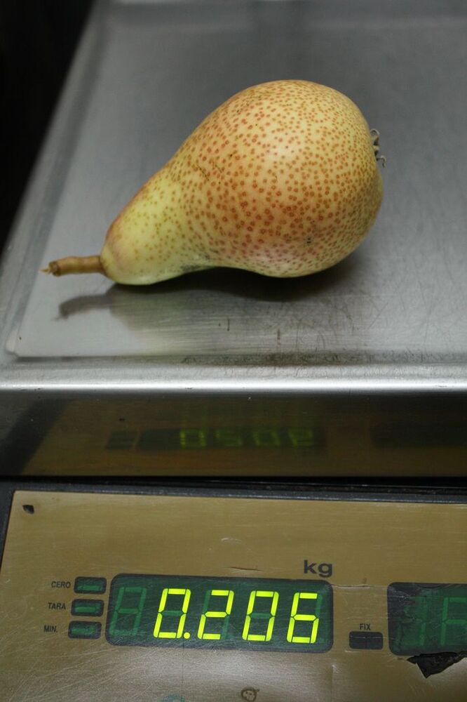 Varieties Of Pears Of Early Ripening - General Fruit Growing - Growing ...