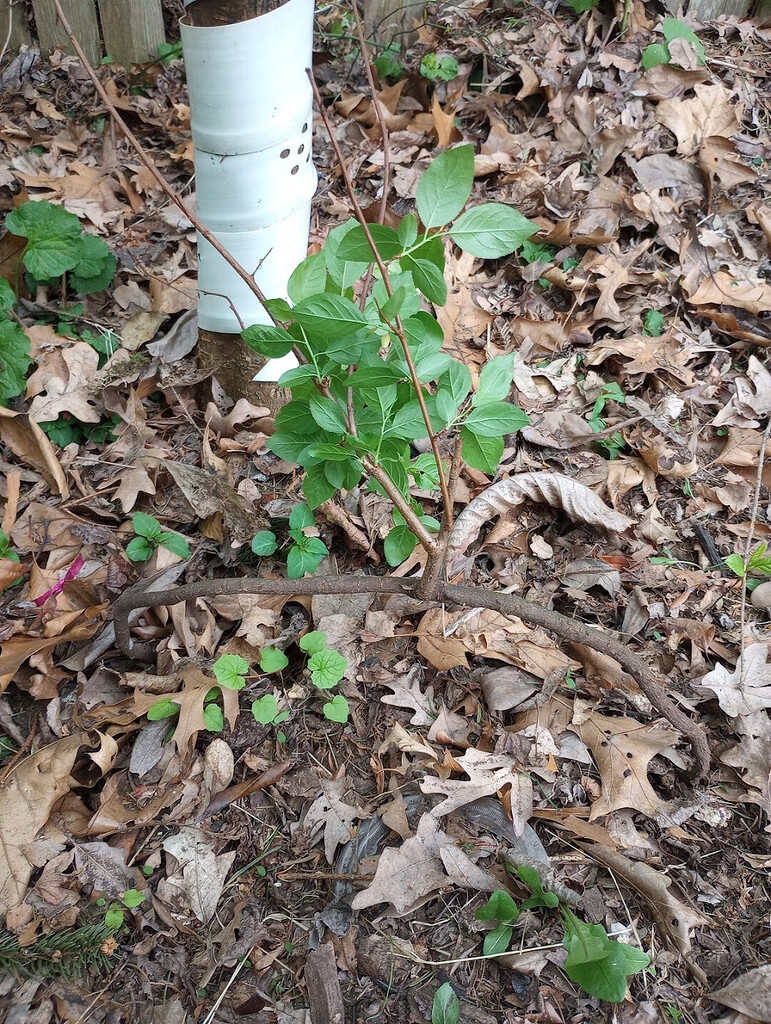 This Plum Root Sucker - General Fruit Growing - Growing Fruit