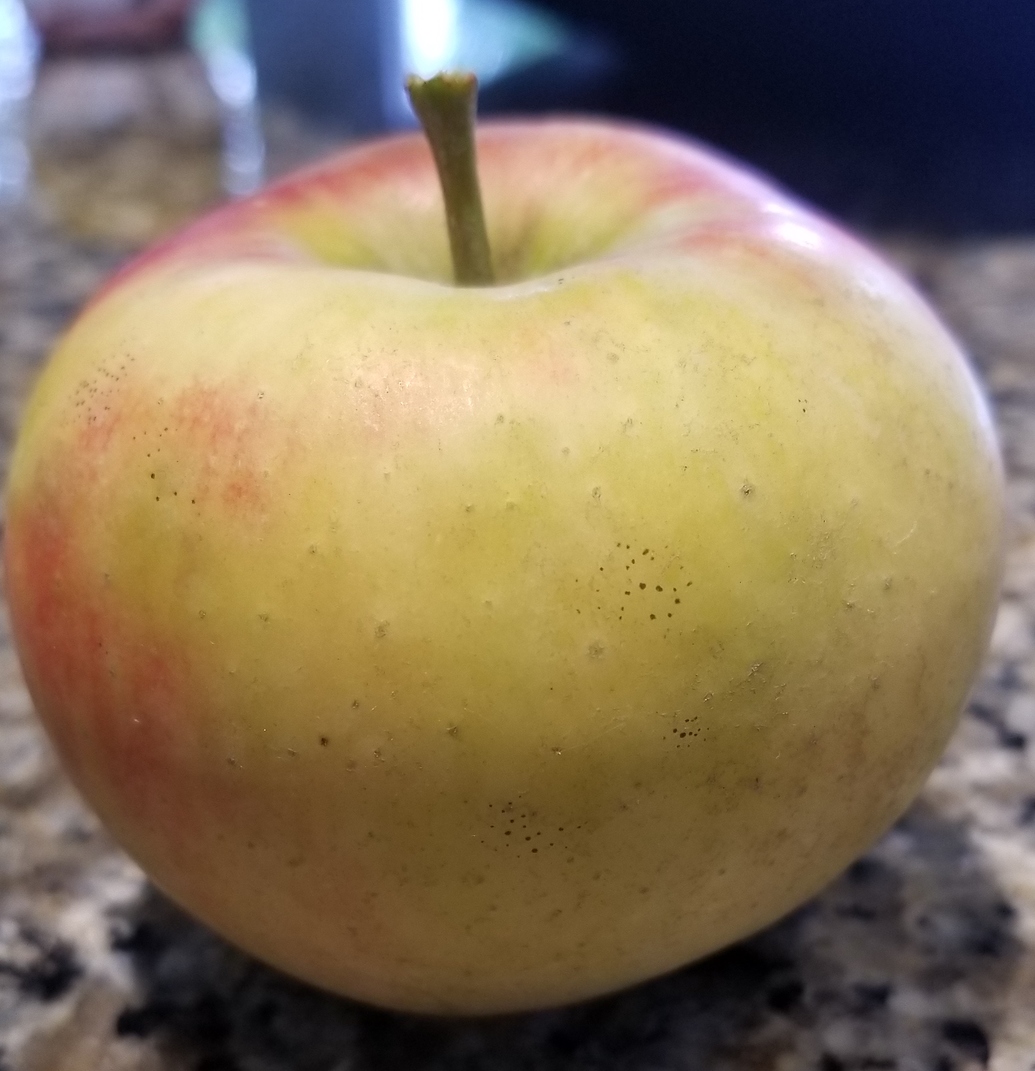 Virginia Beauty Apple - General Fruit Growing - Growing Fruit