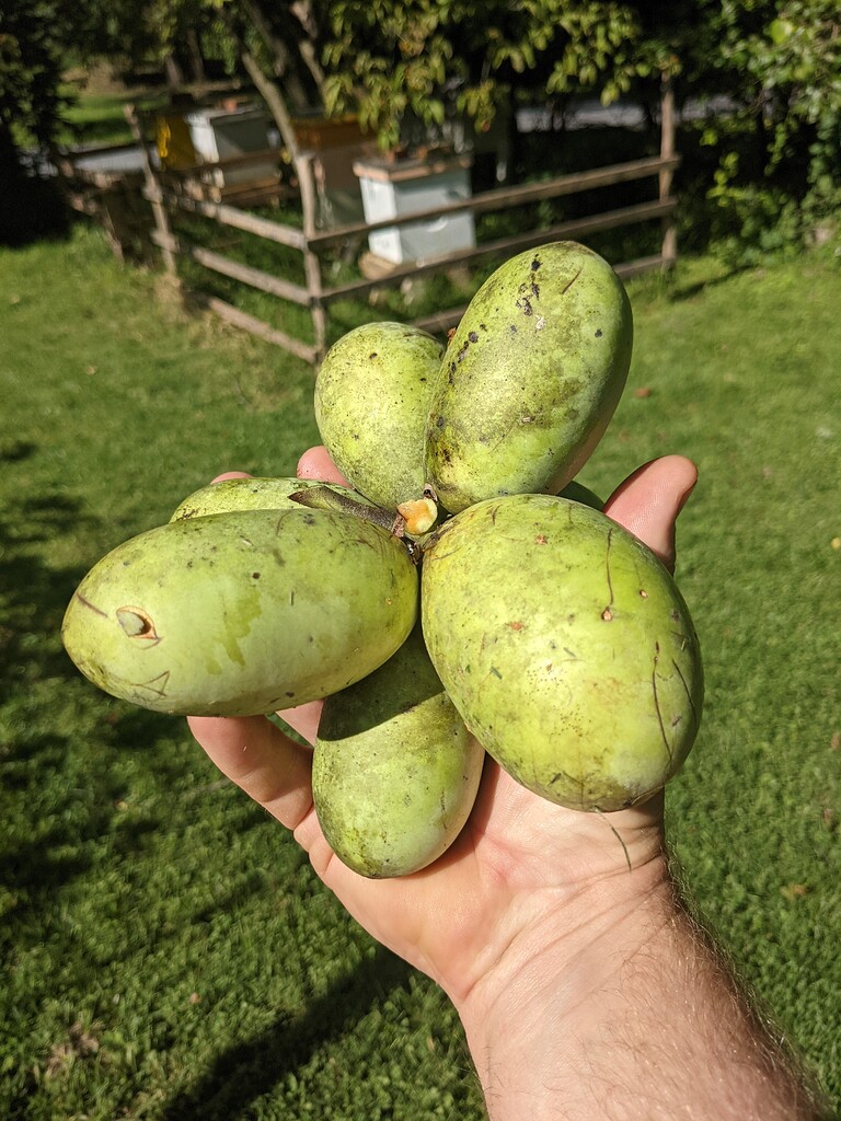 Now that's a big pawpaw cluster! - Pictures! - Growing Fruit