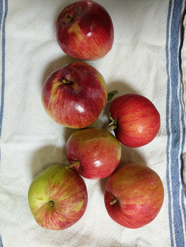 Be I Gravenstein? - Pictures! - Growing Fruit