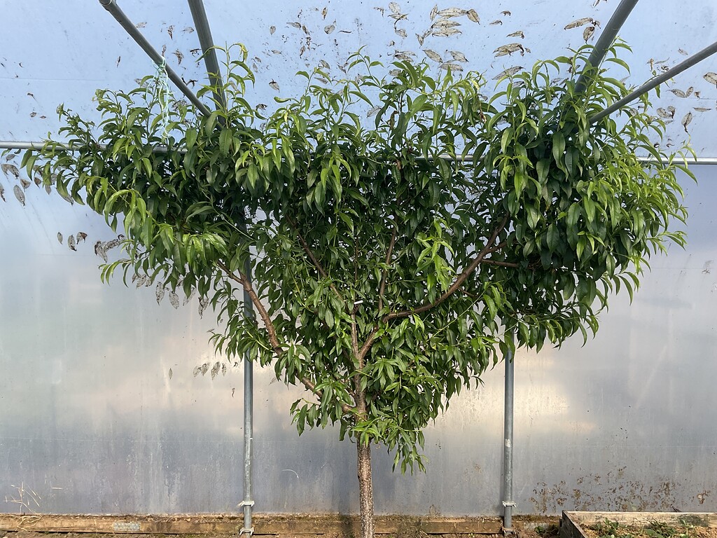 Neglected peach tree in Nairn, Scotland - General Fruit Growing ...