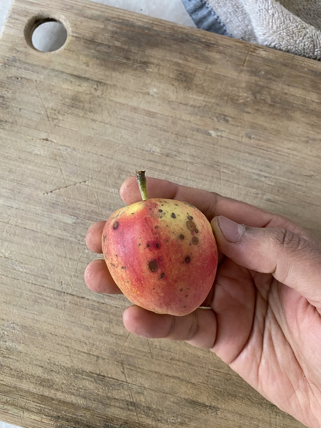 Wickson crab apple - General Fruit Growing - Growing Fruit