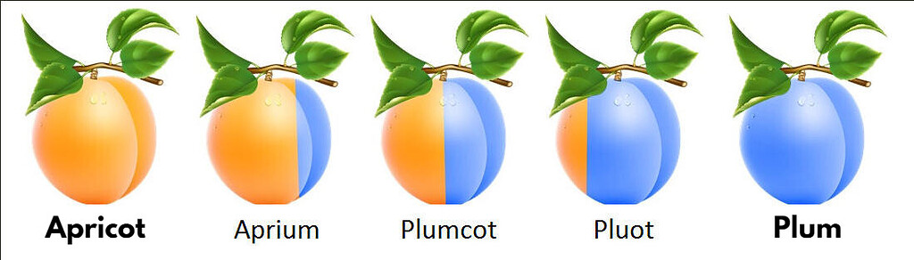 Pluots and other hybrids list. Rankings and myth busters - General ...