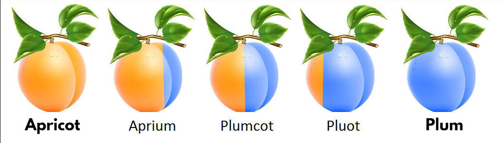 Pluots and other hybrids list. Rankings and myth busters - General ...
