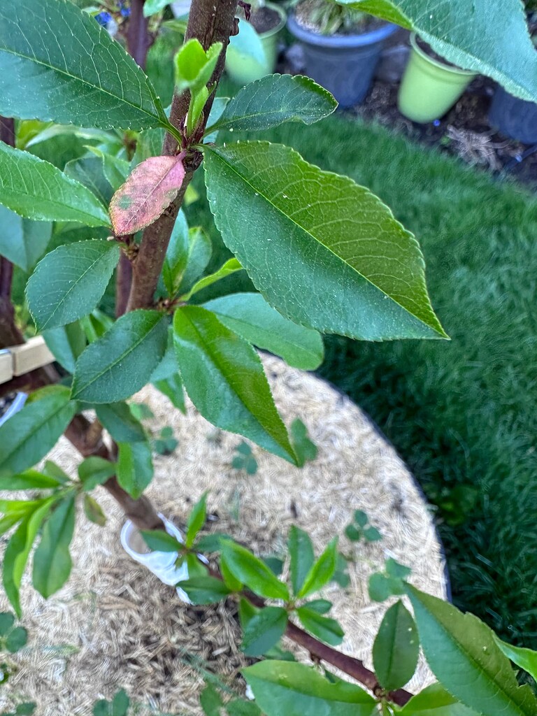Young peach tree new leaf discolored (pink) and falling - General Fruit ...