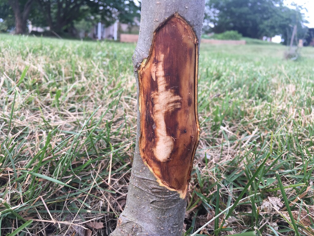Damage to Apple Tree - General Fruit Growing - Growing Fruit