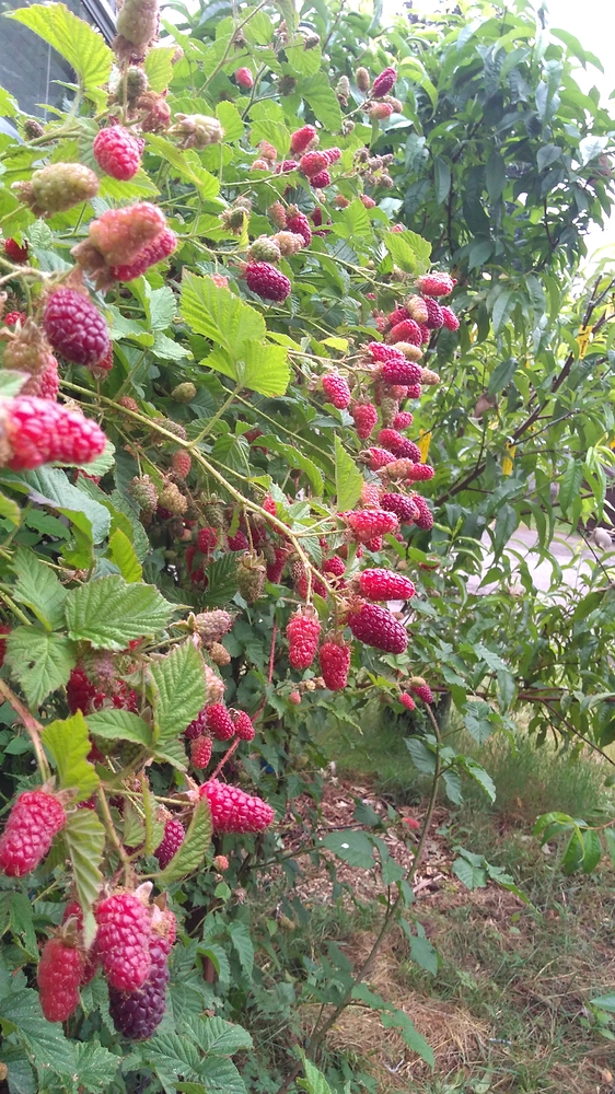 Greenhouse blackberries - General Fruit Growing - Growing Fruit