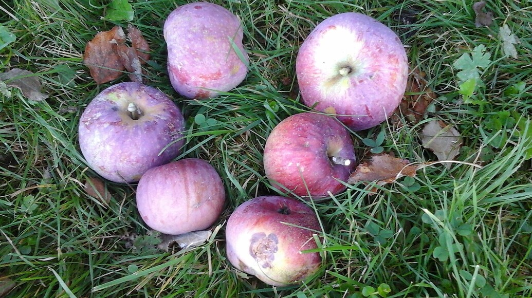 Blue Pearmain apple - General Fruit Growing - Growing Fruit