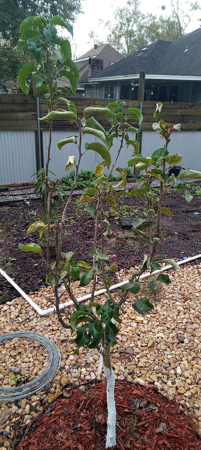 Pear Tree Limb Bending - General Fruit Growing - Growing Fruit