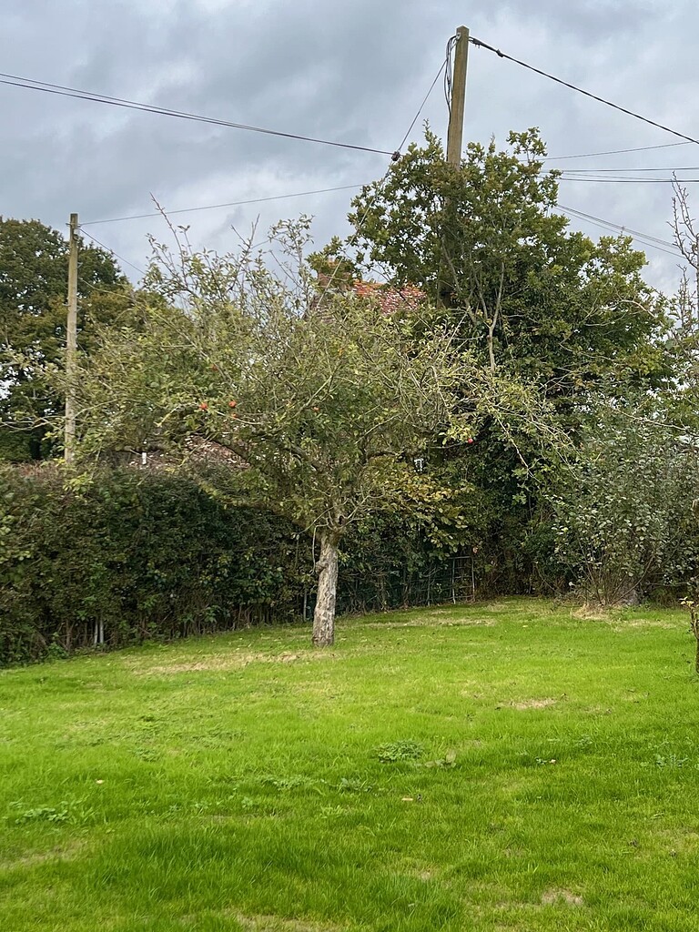 Advice Needed - 3 - Pictures! - Growing Fruit