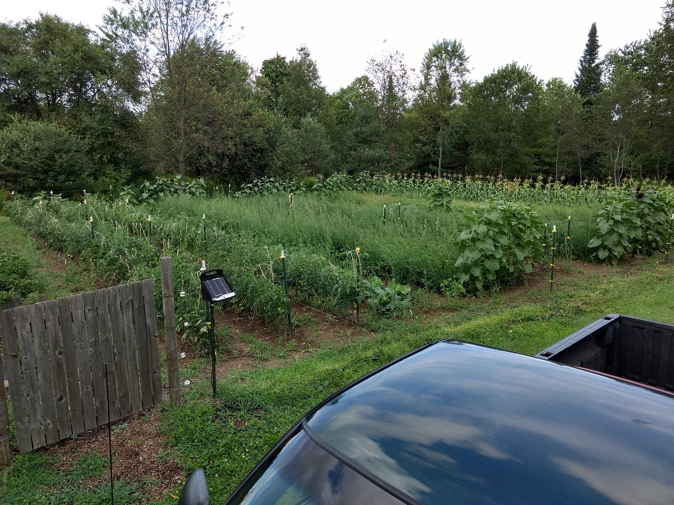 Overgrown Yard - Pictures! - Growing Fruit