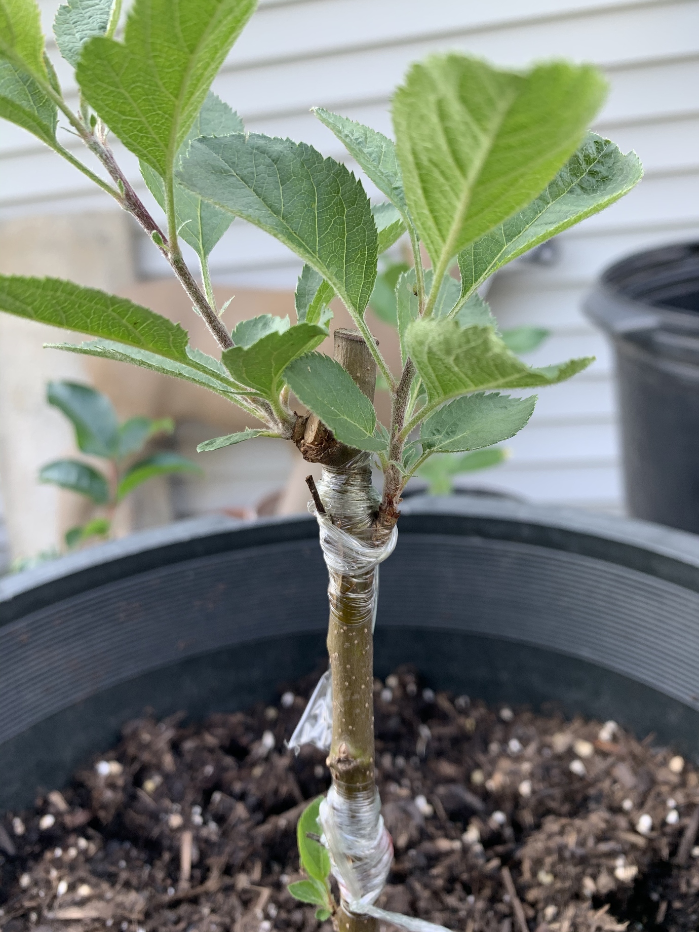 Chip budding - General Fruit Growing - Growing Fruit