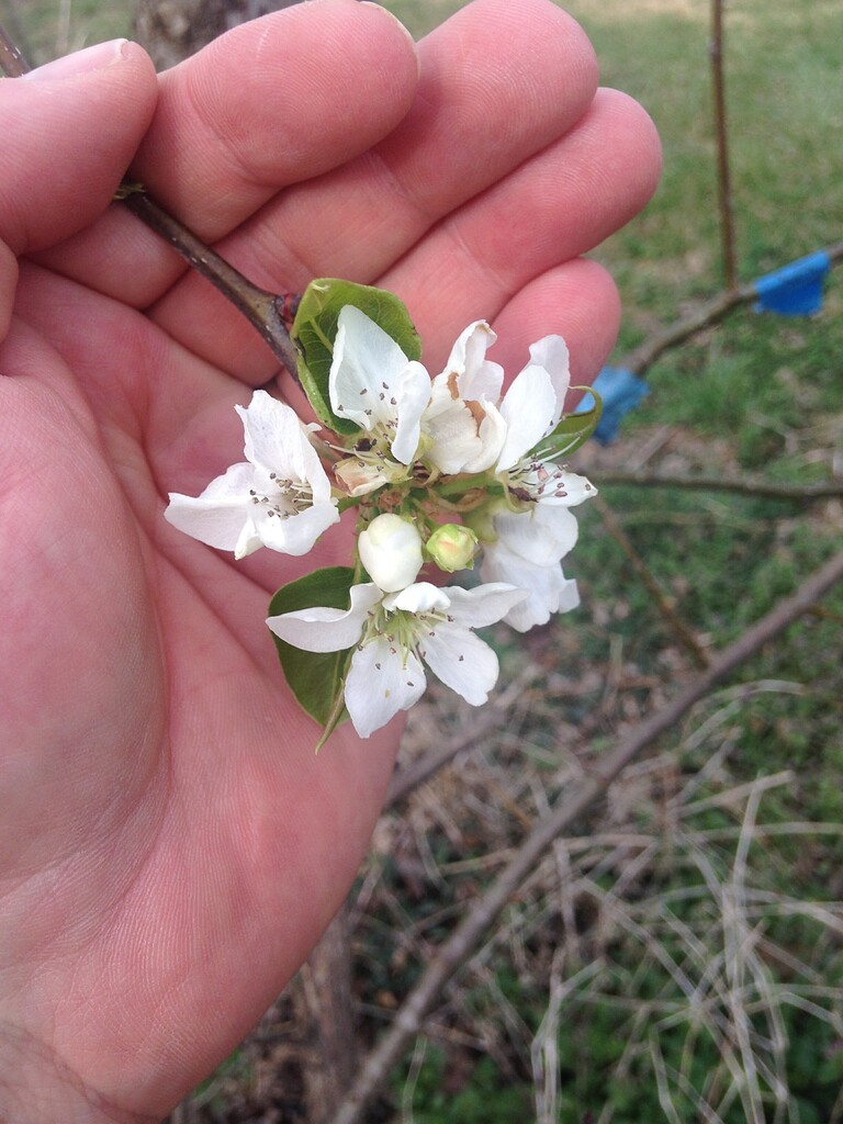 Harrow delight grafting - General Fruit Growing - Growing Fruit