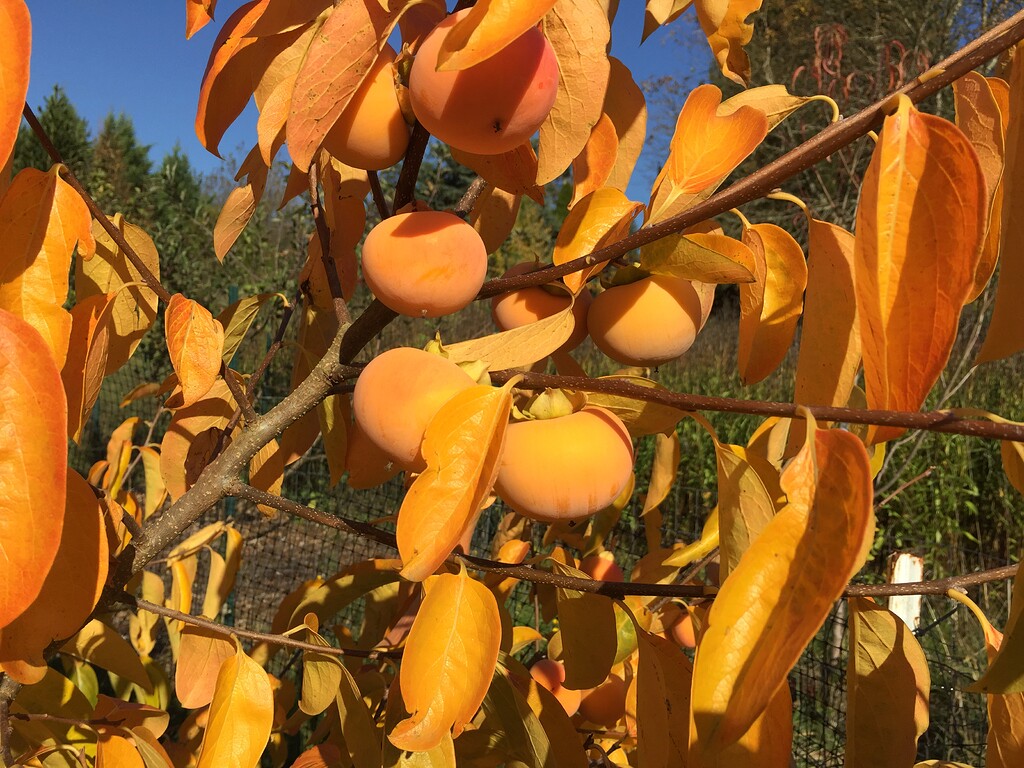 Persimmon Fall Color - General Fruit Growing - Growing Fruit