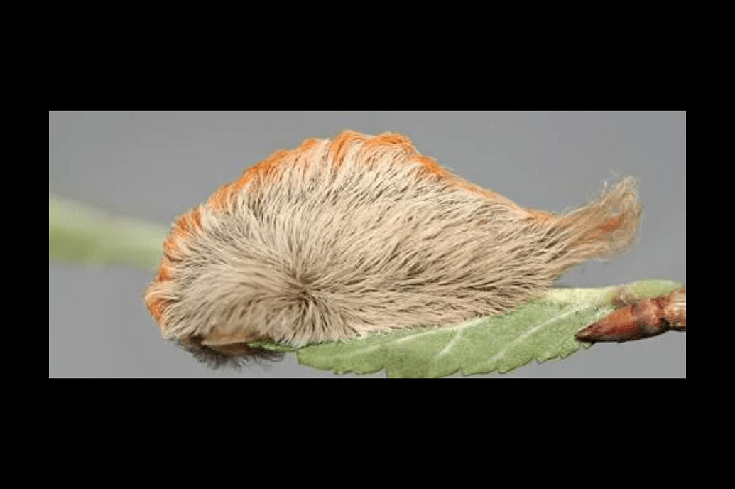 Asp Caterpillar - General Fruit Growing - Growing Fruit