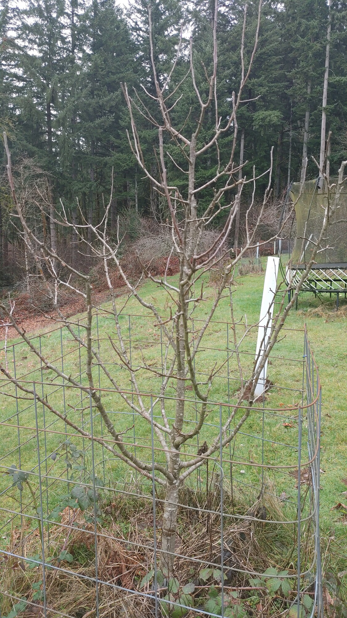 Seckel Pear Vigor and Habit - General Fruit Growing - Growing Fruit