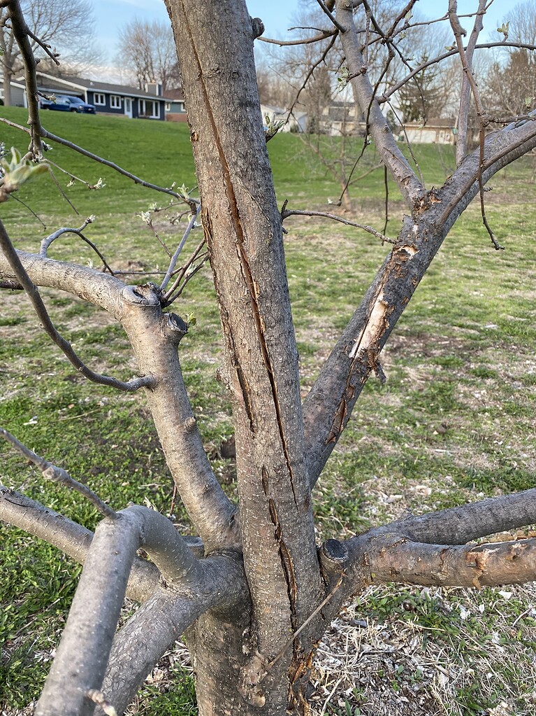 Splits in trunk - General Fruit Growing - Growing Fruit