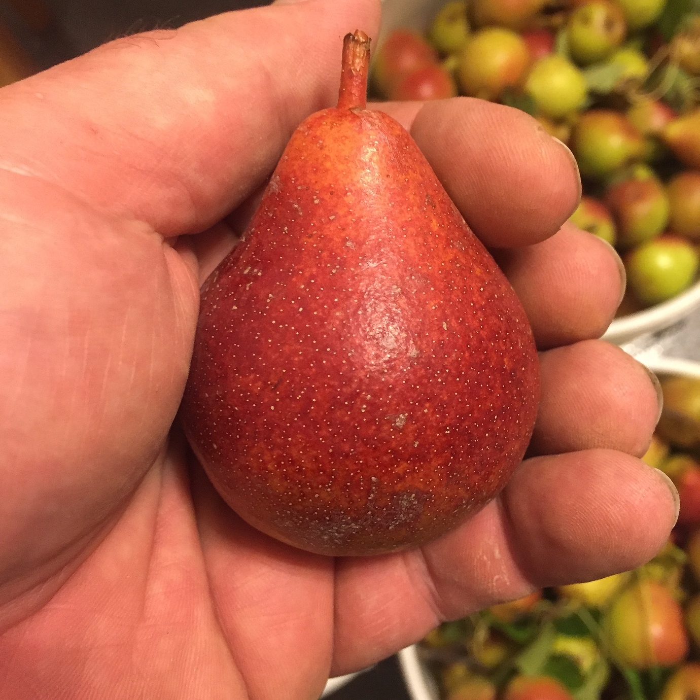 Ayers pear! - General Fruit Growing - Growing Fruit