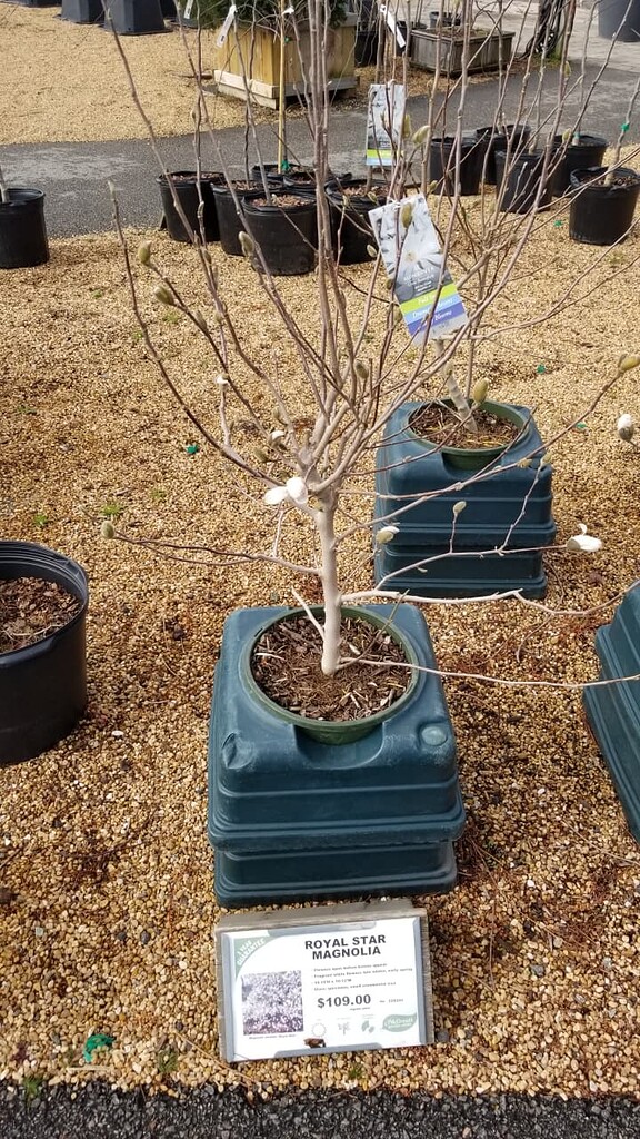 Plant Inflation - General Gardening - Growing Fruit