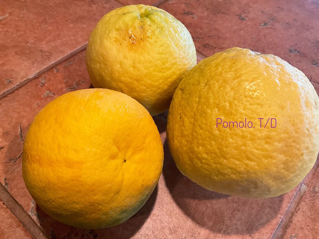 Down to my last citrus fruits - General Fruit Growing - Growing Fruit