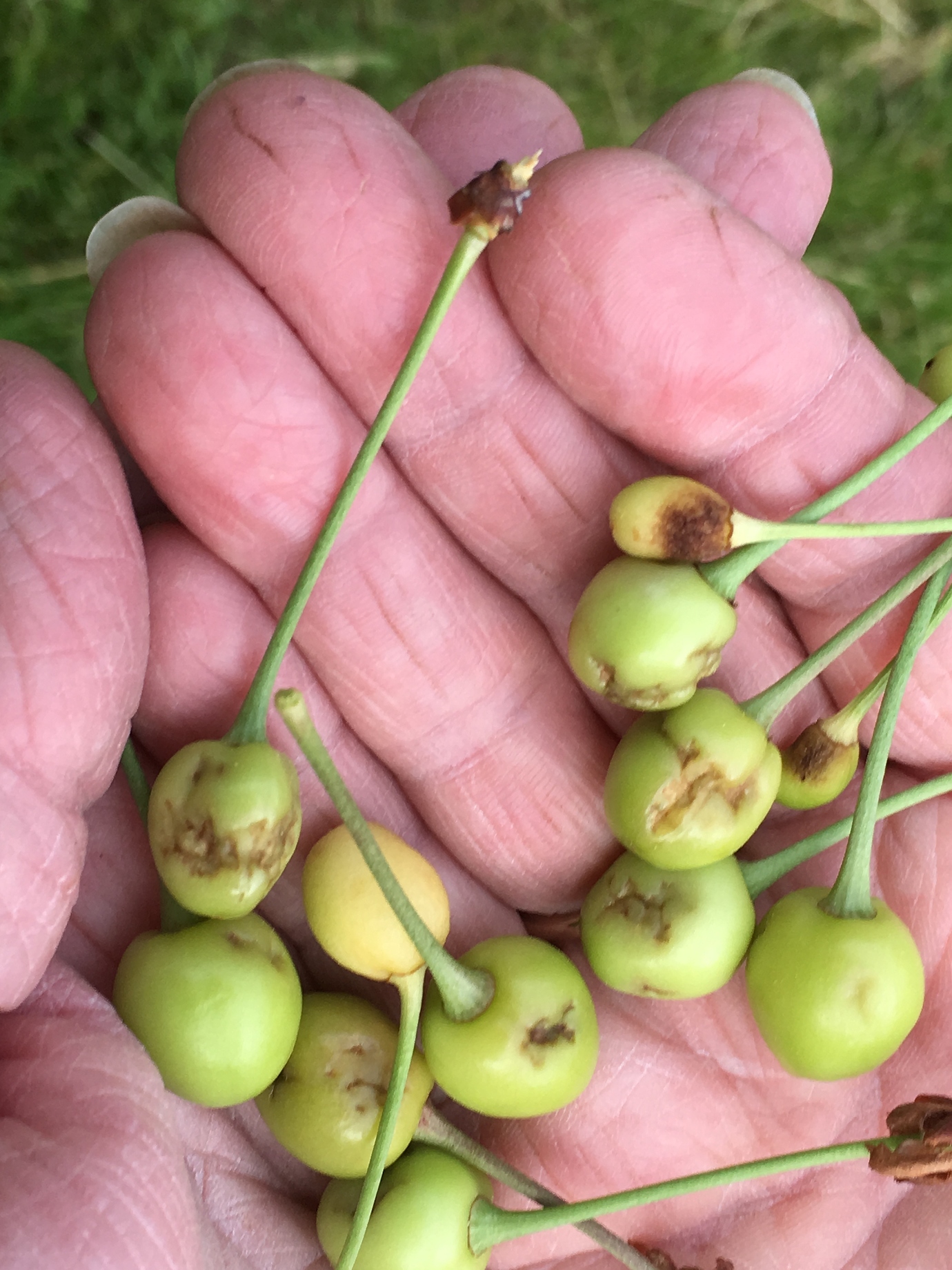 Cherry Damage, what causes this (pics) - General Fruit Growing ...