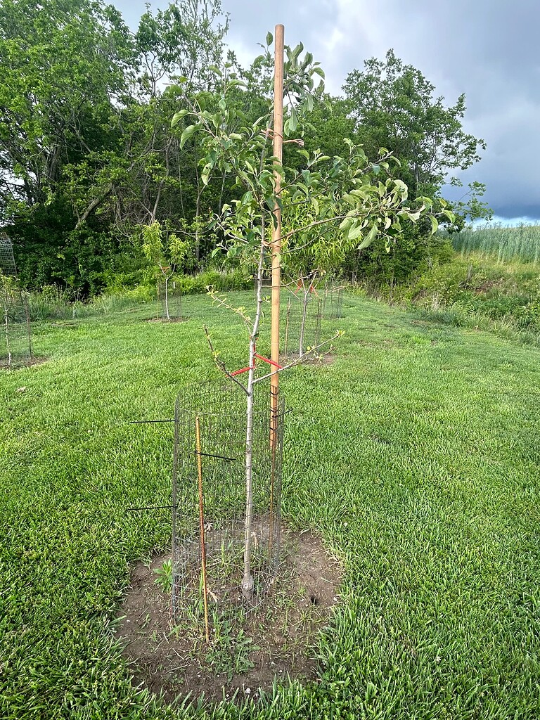 Shaping peach and apple trees - General Fruit Growing - Growing Fruit