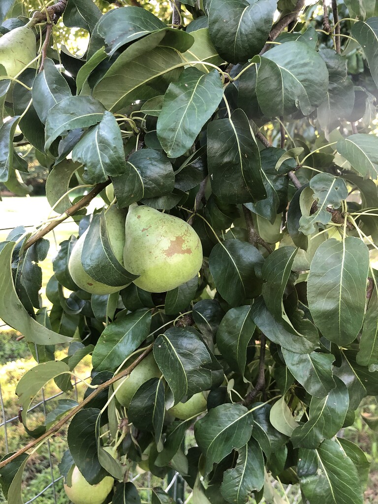 Pear variety identification - General Fruit Growing - Growing Fruit