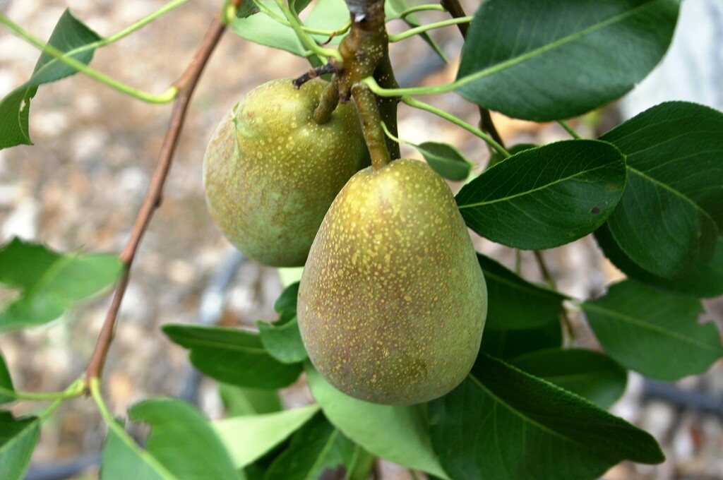 Warren Pear - General Fruit Growing - Growing Fruit