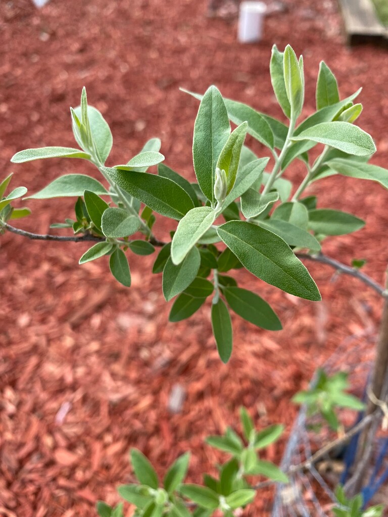 Is this wild jujube root stock? - General Fruit Growing - Growing Fruit