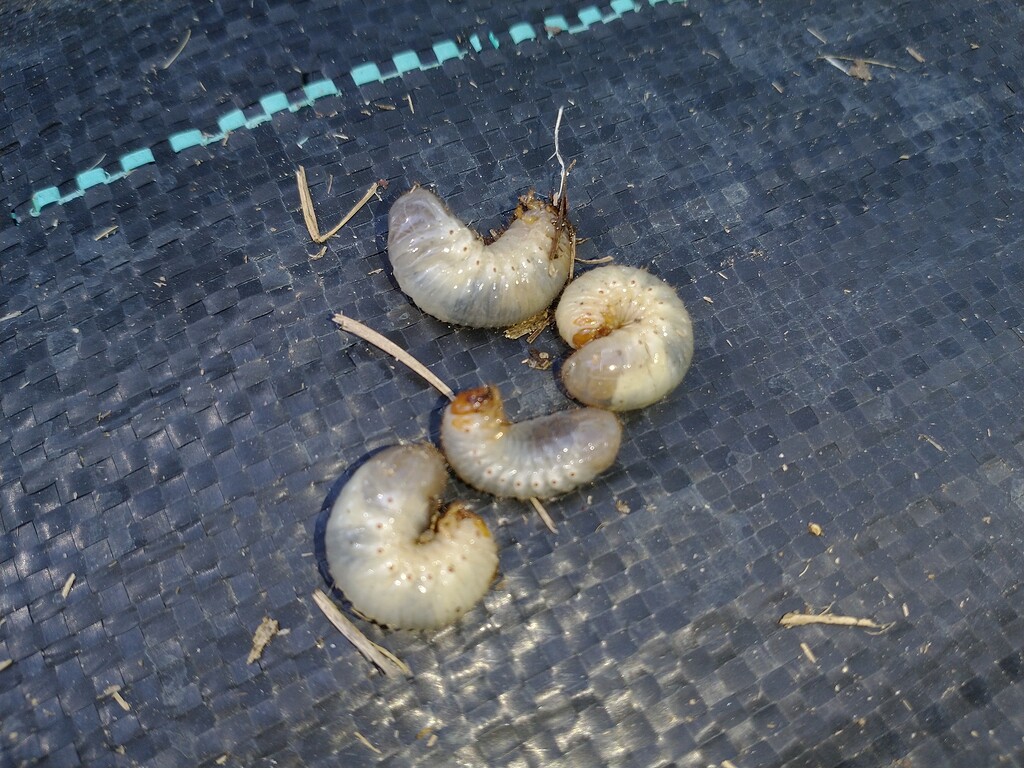 Grub in berry patch - General Gardening - Growing Fruit