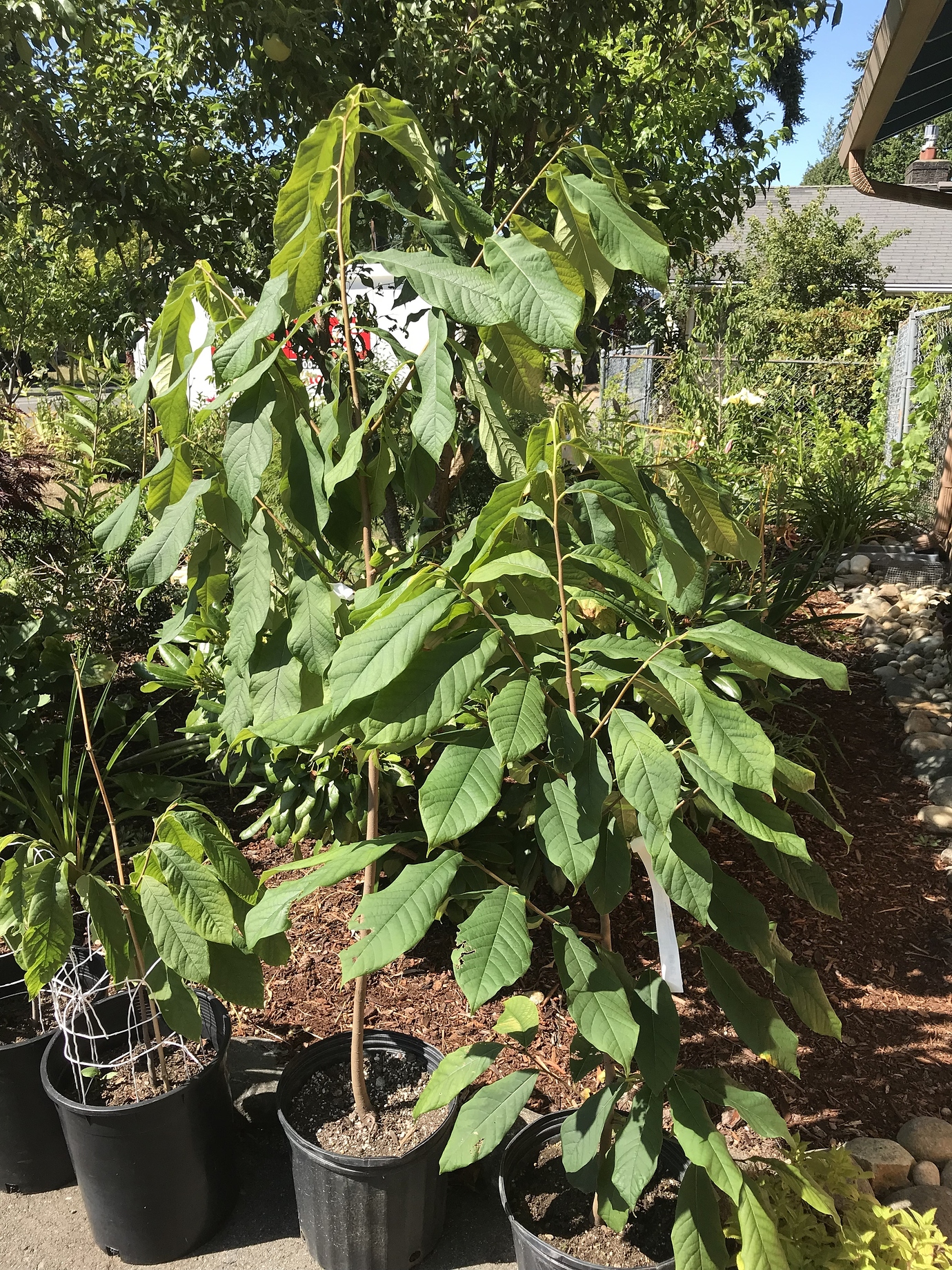 Flavor Treat pluot vs Emerald Beaut plum - General Fruit Growing ...
