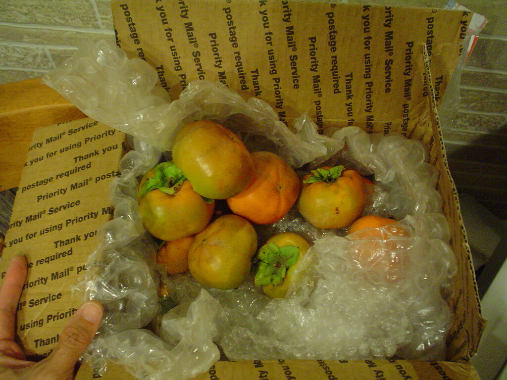 A summon of 'simmons - General Fruit Growing - Growing Fruit