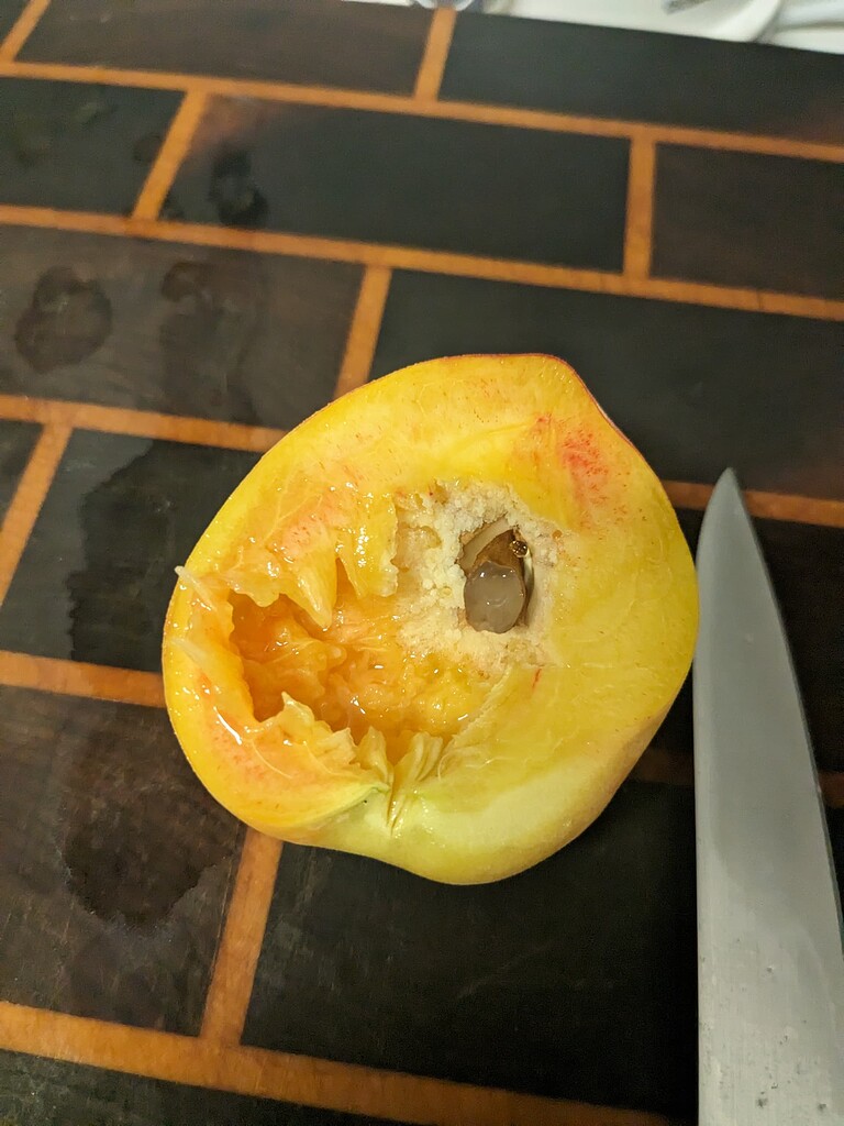 Where did my pit go? - General Fruit Growing - Growing Fruit