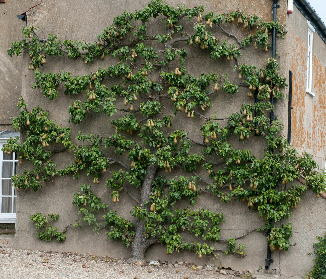 Share photos of your dream orchard or just examples of beautiful and ...