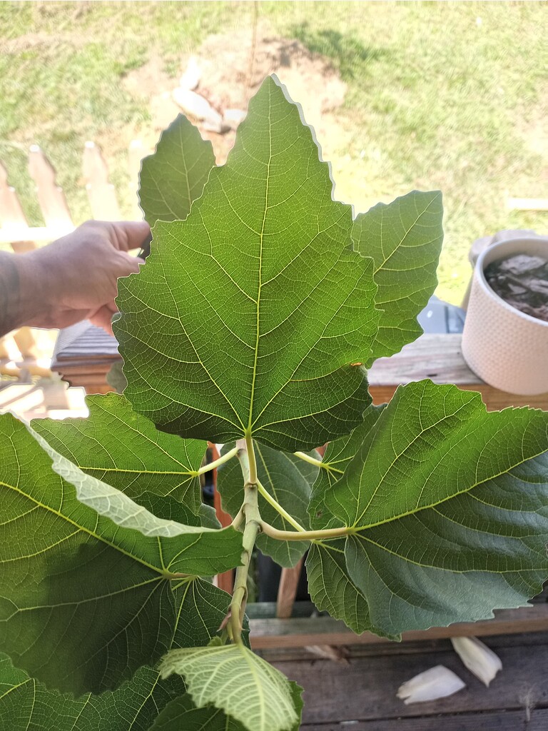 Fig leaf ID - General Fruit Growing - Growing Fruit