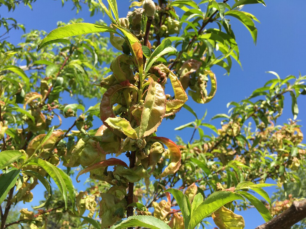 Peach tree help (disease, mineral deficient?) - General Fruit Growing ...