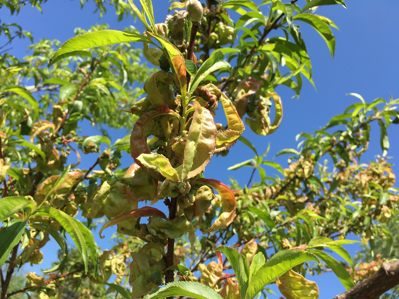 Peach tree help (disease, mineral deficient?) - General Fruit Growing ...