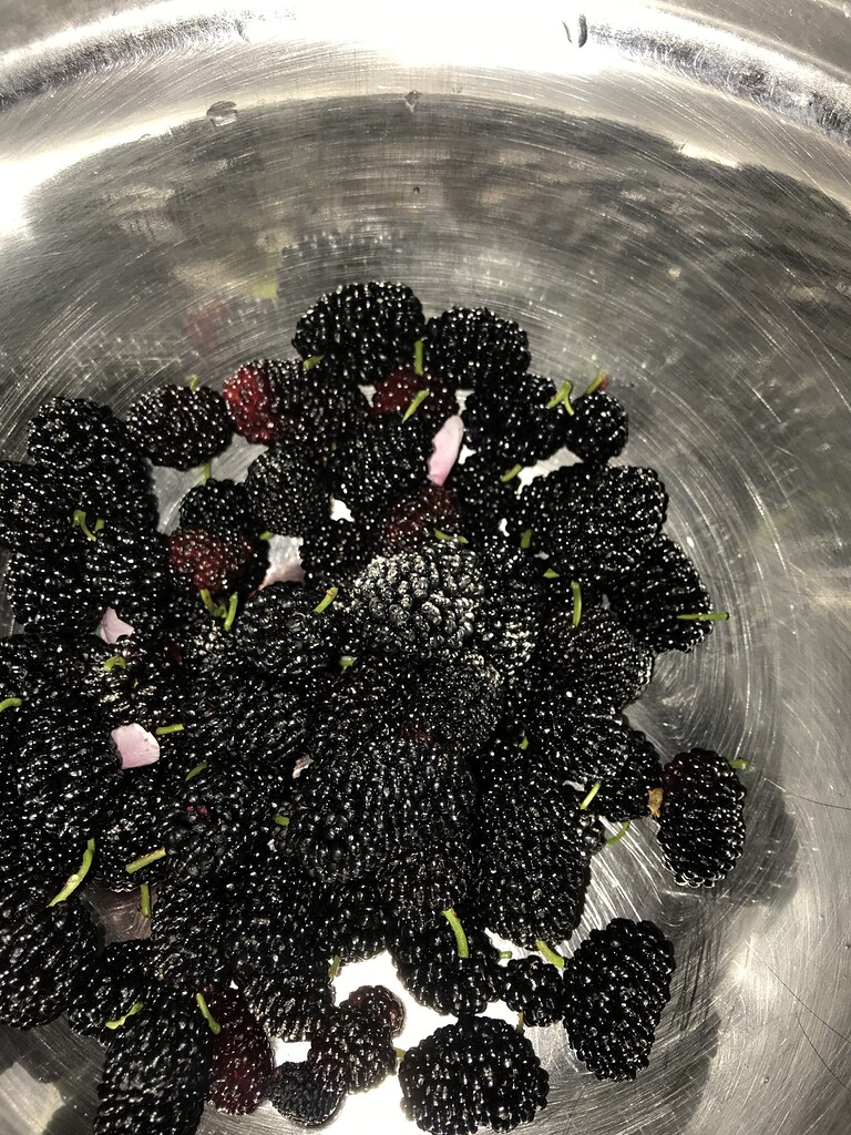 Finally - General Fruit Growing - Growing Fruit