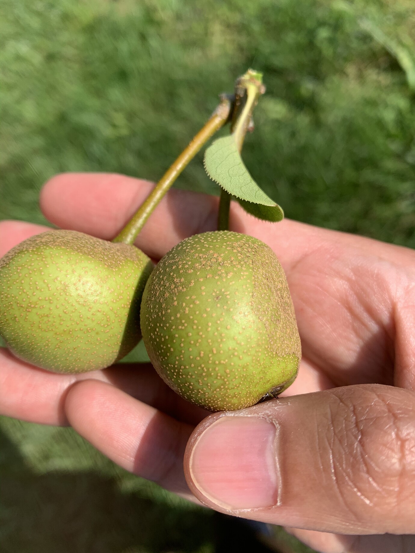 Deformed pears - General Fruit Growing - Growing Fruit