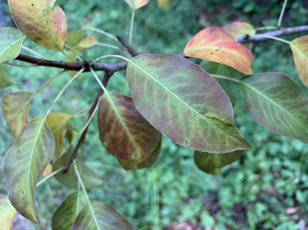 Pear disease? Pear deficiency? - General Fruit Growing - Growing Fruit