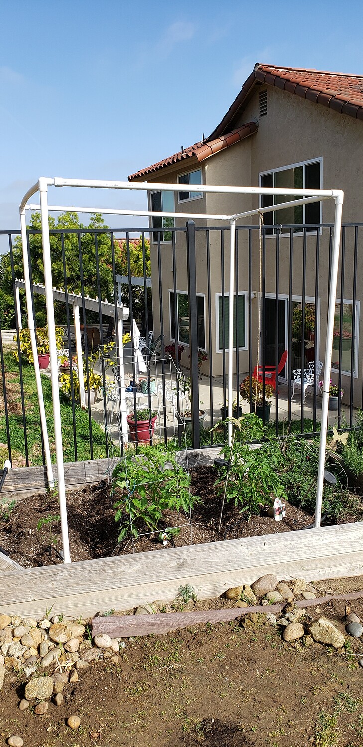 ISO: Vertical Tomato String Trellis Design for Dummies - General ...